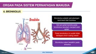 BAB 9 SISTEM PERNAPASAN PADA MANUSIA.pptx