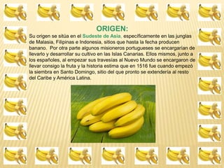 EL BANANO | PPTX