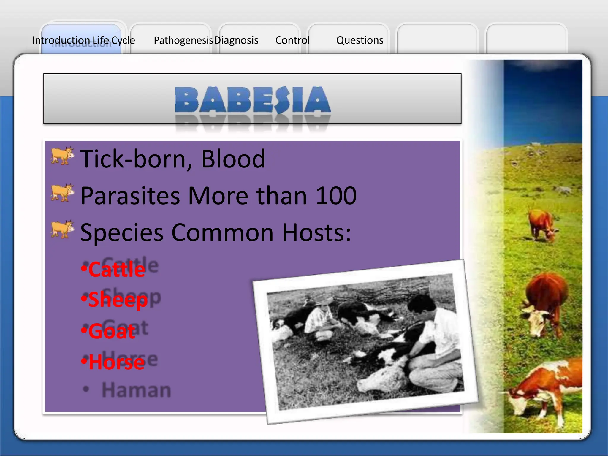 BABESIA a tick born hemolytic desease ... | PPT