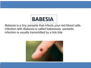 BABESIA a tick born hemolytic desease ... | PPT