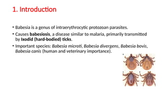 Babesia Epidemiology Life Cycle Pathogenicity Pptx
