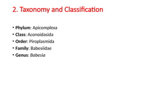 Babesia, Epidemiology, Life Cycle, Pathogenicity... | PPTX