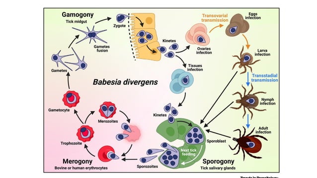Babesia Epidemiology Life Cycle Pathogenicity Pptx