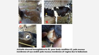 Bovine babesiosis-Dr.Jibachha Sah.M.V.Sc,Lecturer,NPI | PDF