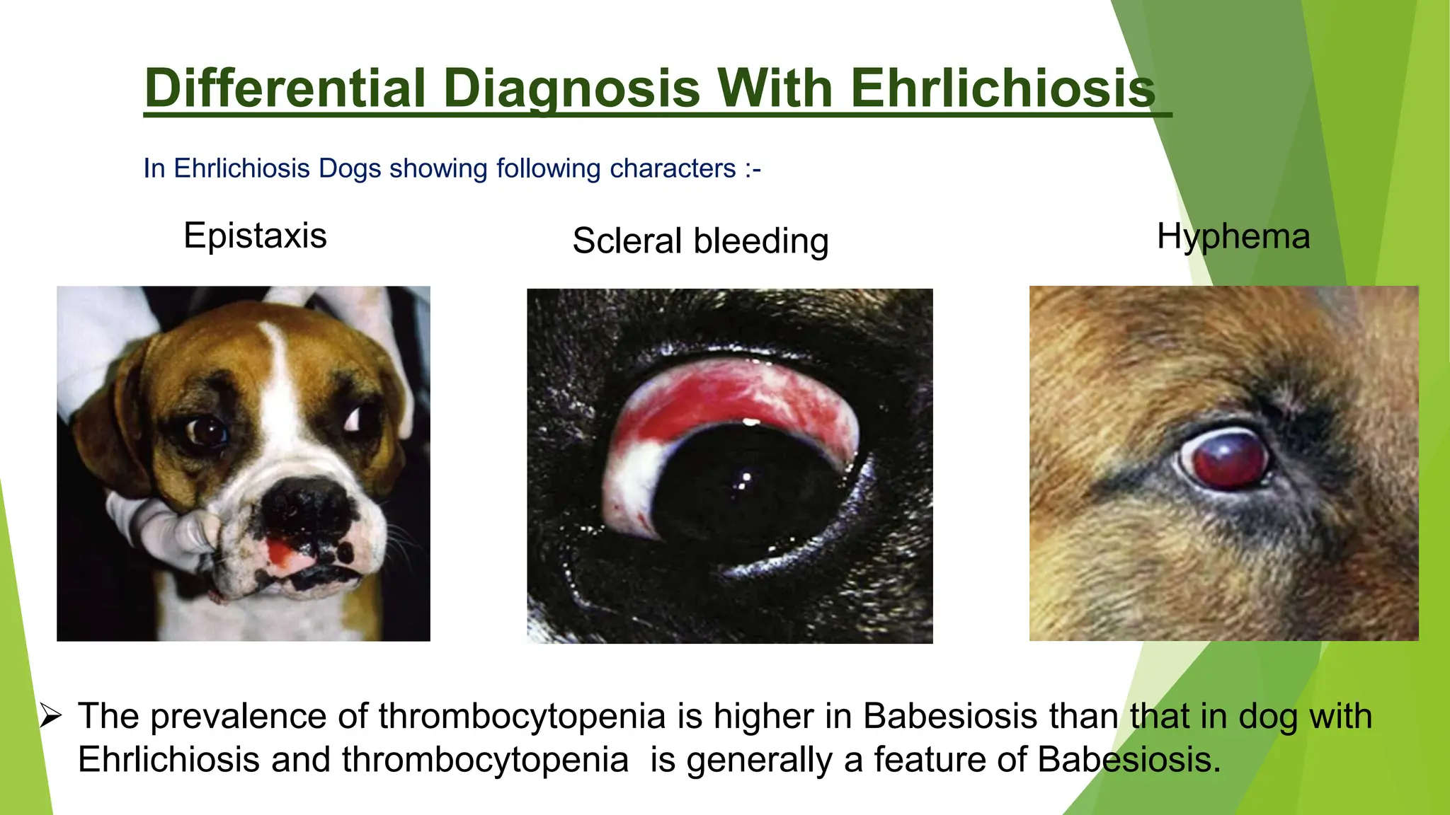 Babesiosis in Dogs Haemoprotozoan disease.pptx
