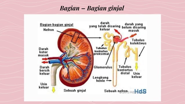 Bab gangguan ginjal | PPTX | Blood Disorders | Diseases and Conditions