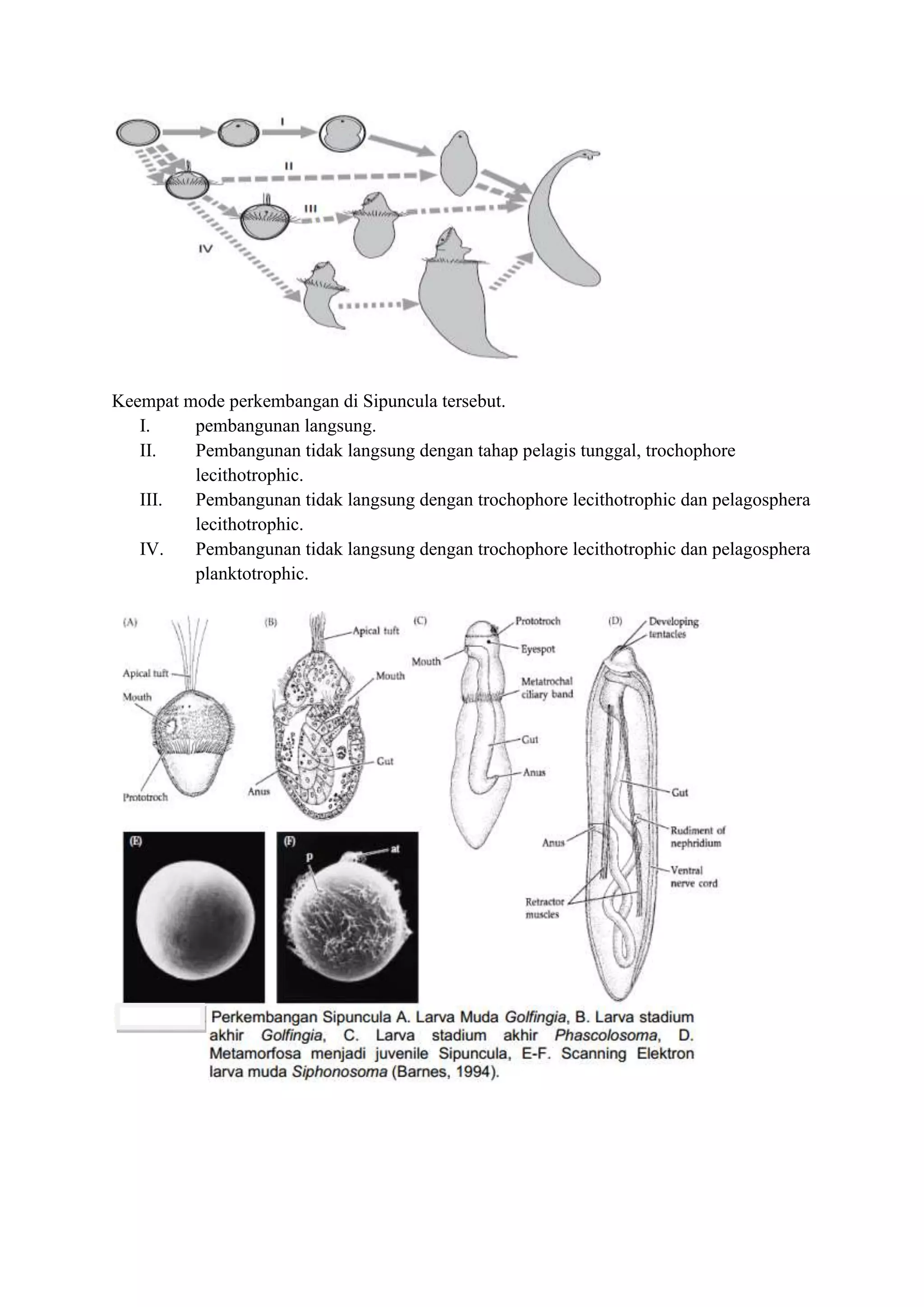 Sipunculus norvegicus | DOCX