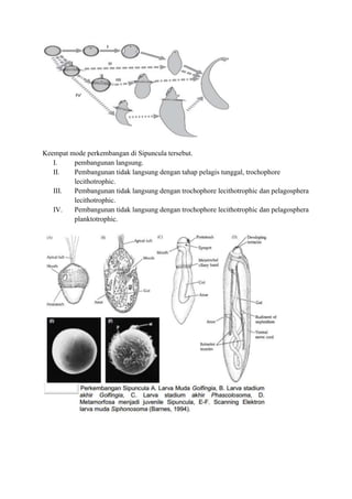 Sipunculus norvegicus | DOCX