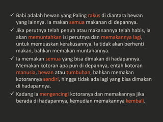 Power Point tentang Babi | PPTX