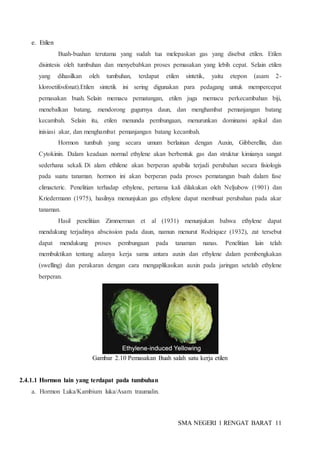 PRAKTIKUM BIOLOGI TIMUN | DOCX