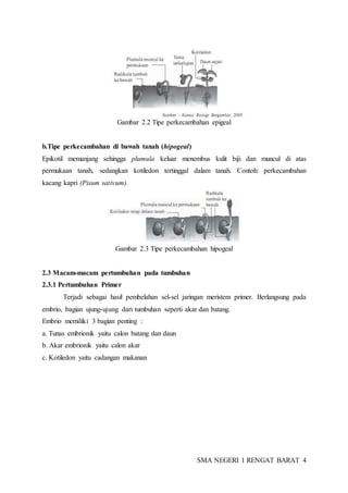 PRAKTIKUM BIOLOGI TIMUN | DOCX