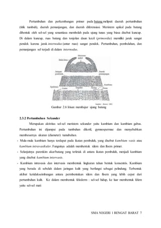 PRAKTIKUM BIOLOGI TIMUN | DOCX