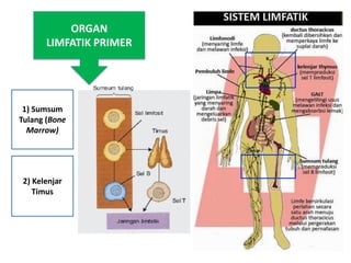BAB III - Sistem Imun dan Sistem Limfatik.pdf