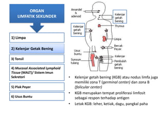 BAB III - Sistem Imun dan Sistem Limfatik.pdf