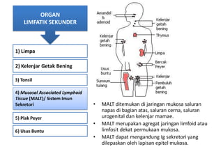 BAB III - Sistem Imun dan Sistem Limfatik.pdf