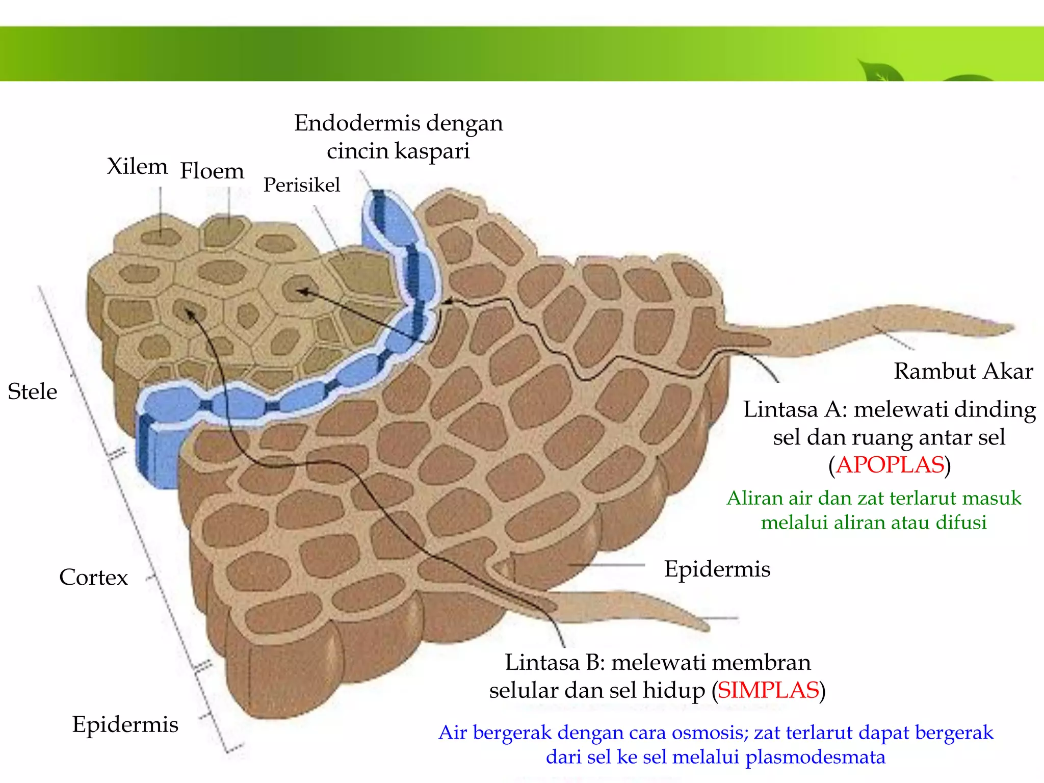Keseimbangan Air Tanah Tumbuhan-Atmosfer | PDF