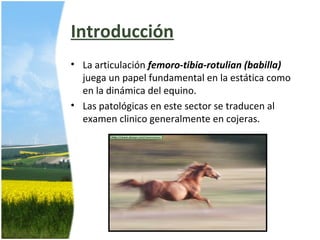 Babilla de una potranca | PPT