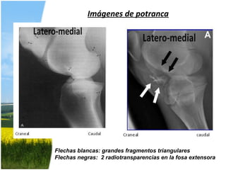 Babilla de una potranca | PPT