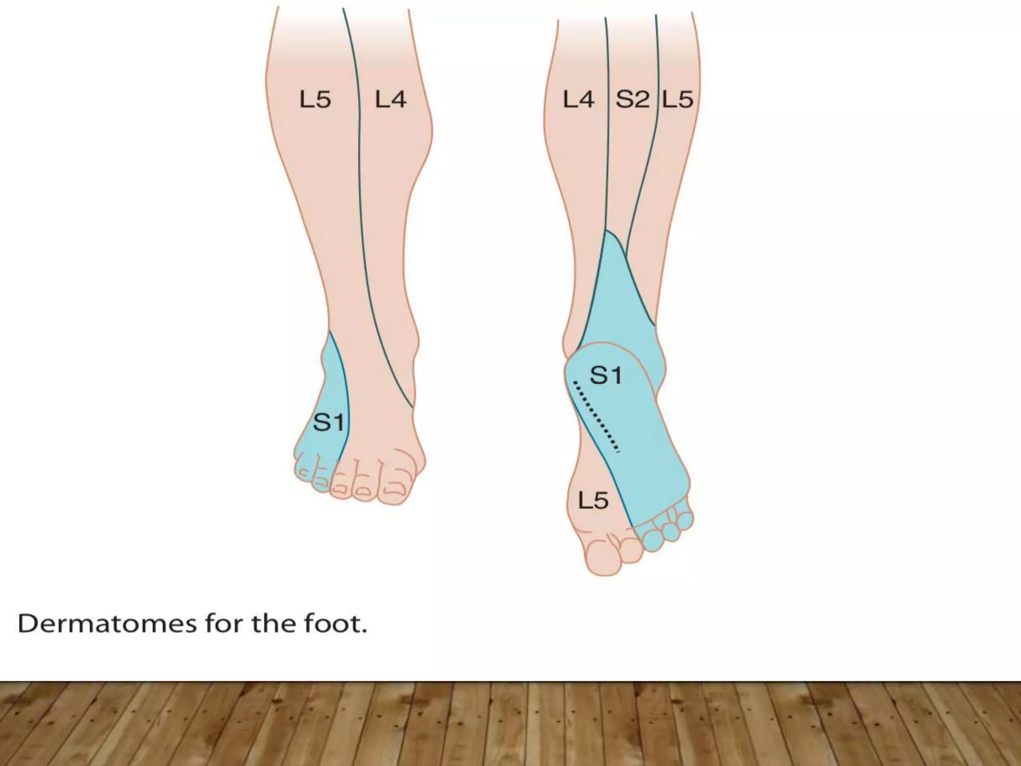 Babinski Sign | PPTX