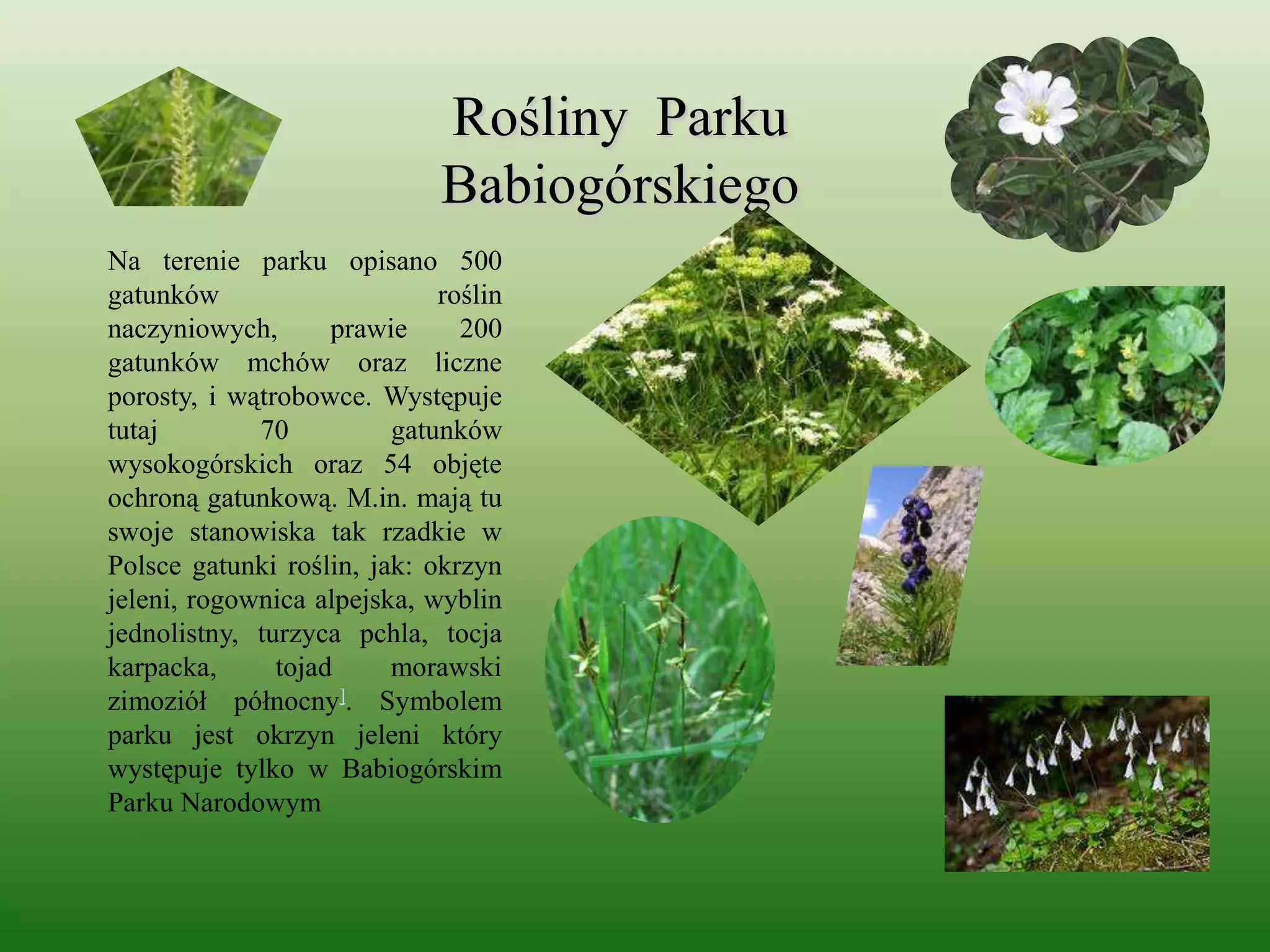 Babiogórski park narodowy | PPSX