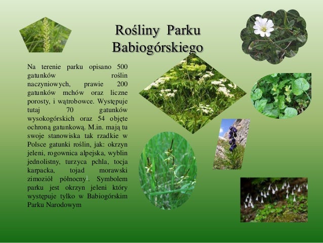 Babiog rski Park Narodowy Babiog rski Park Narodowy