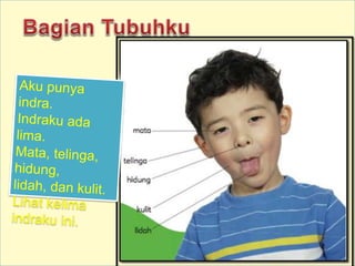 Bab i tubuhku | PPTX
