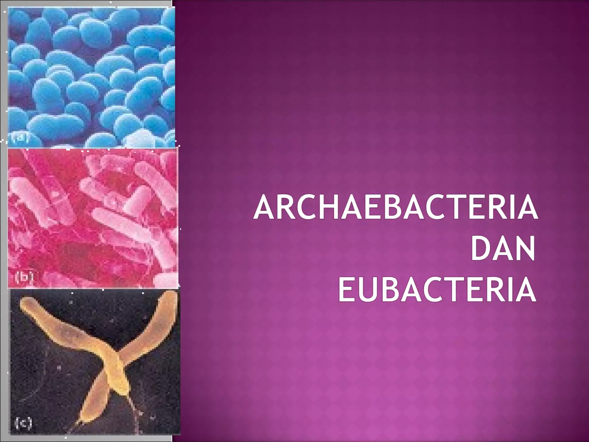 Bab iv archaebacteria & eubacteria | PPT