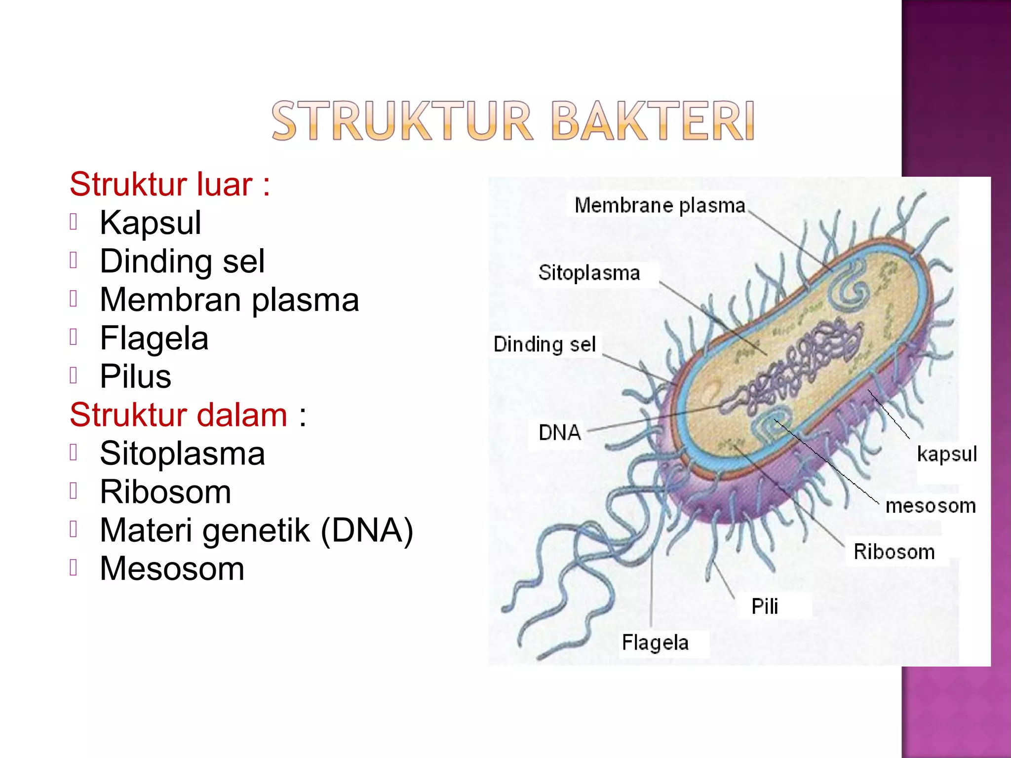 Bab iv archaebacteria & eubacteria | PPT