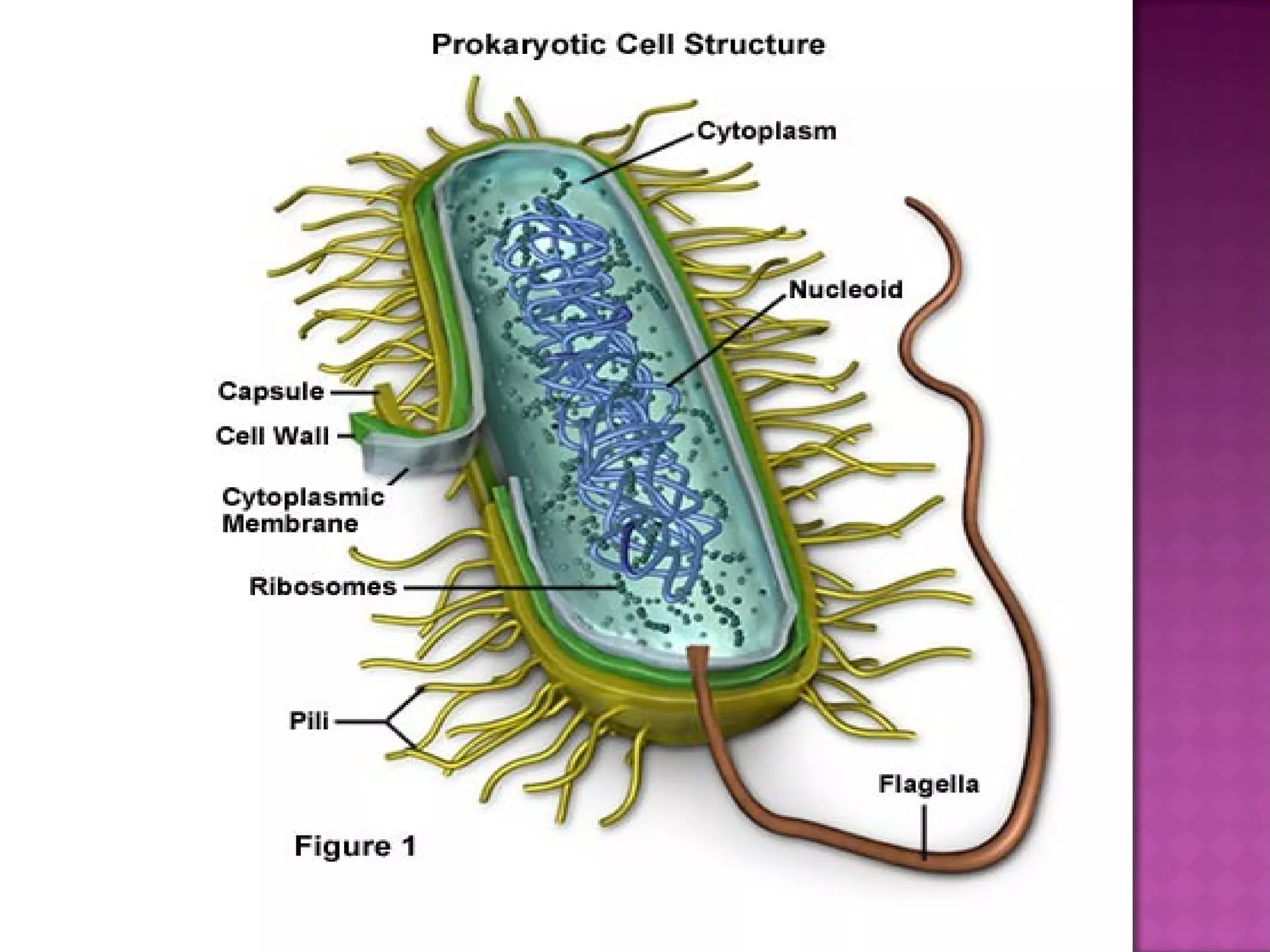 Bab iv archaebacteria & eubacteria | PPT