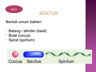 Bab iv archaebacteria & eubacteria | PPT