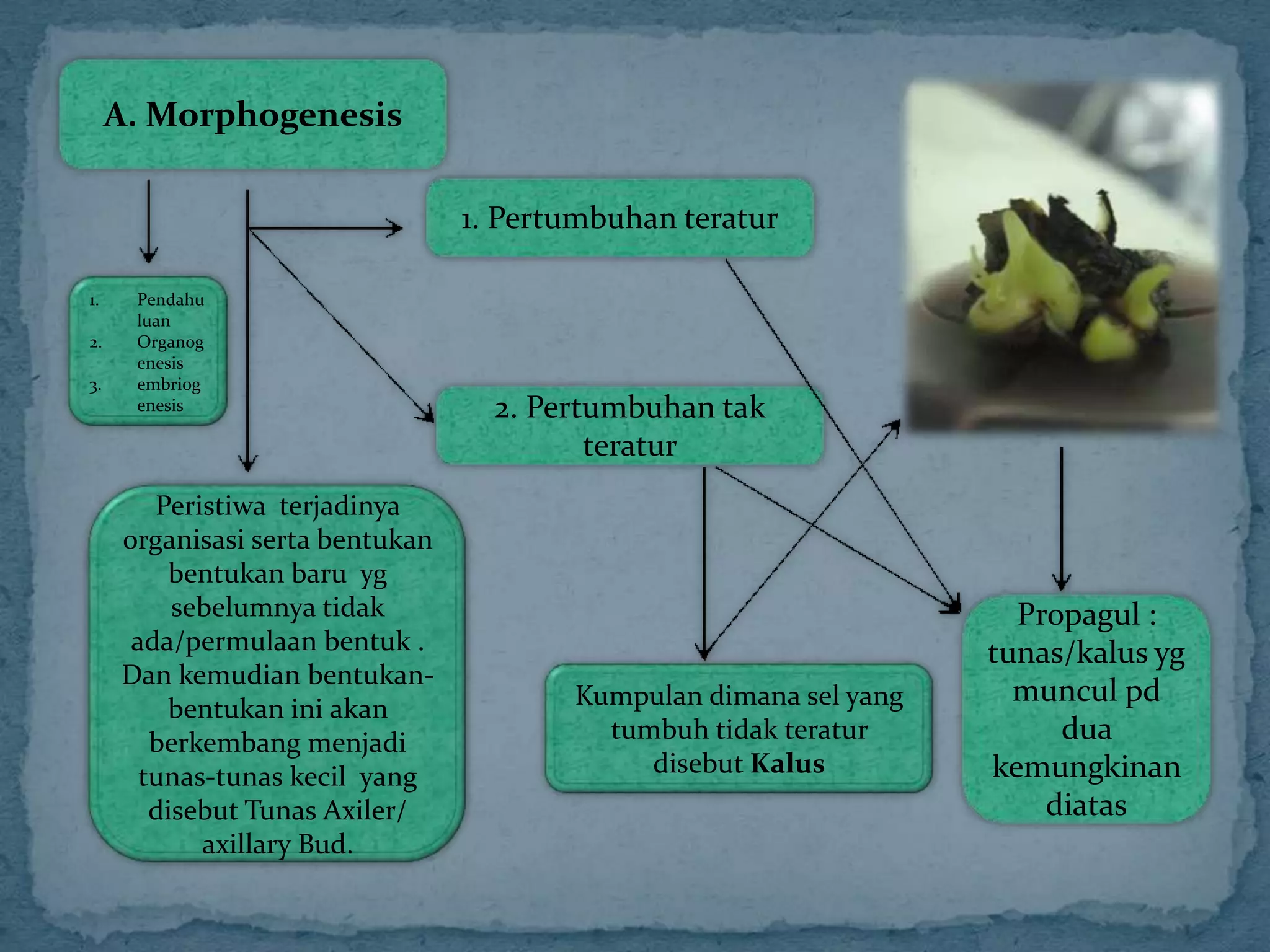 Bab iv konsep mikropropagasi | PPTX