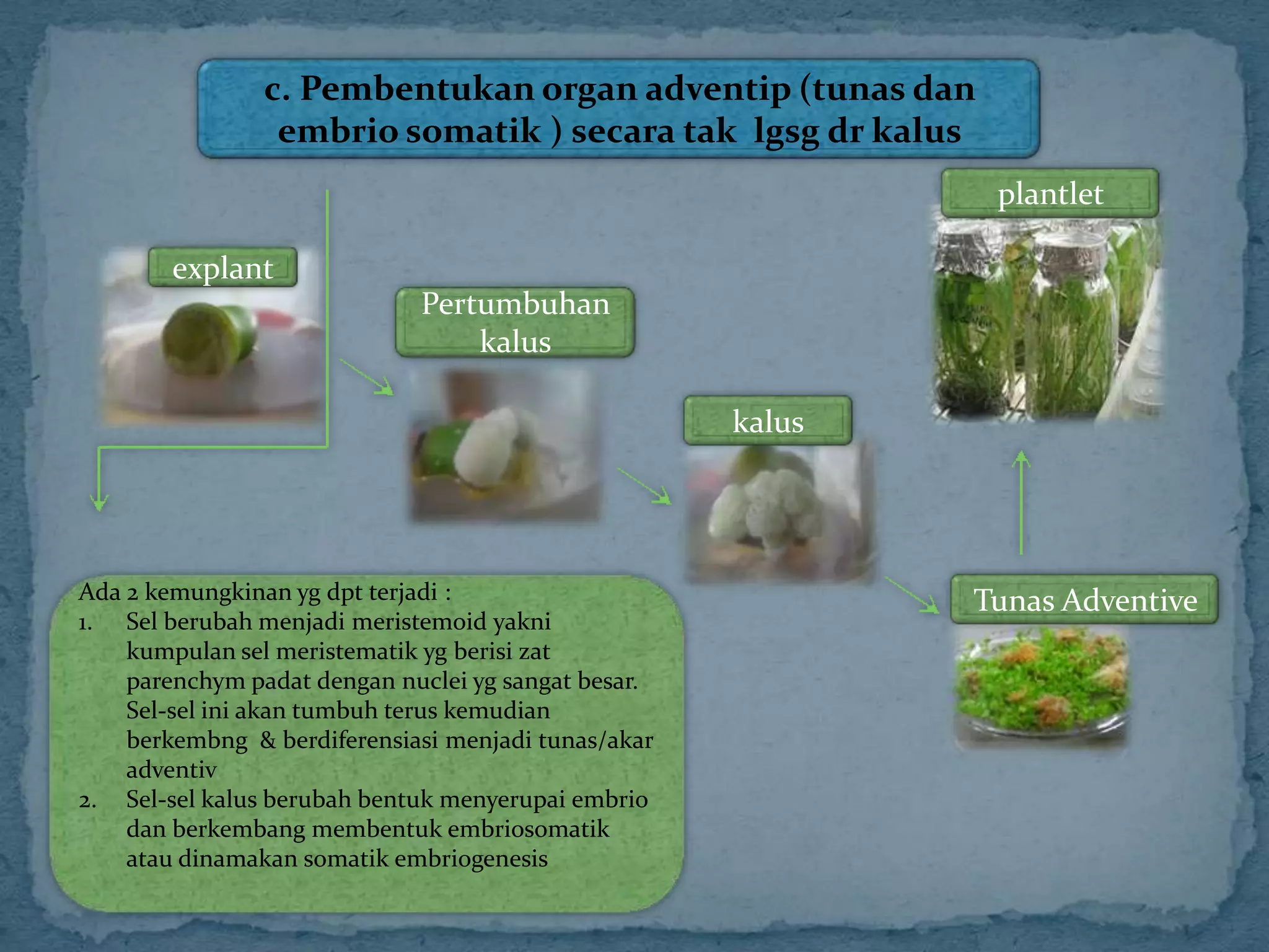 Bab iv konsep mikropropagasi | PPTX