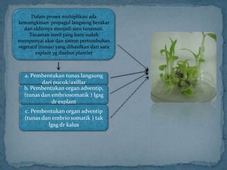 Bab iv konsep mikropropagasi | PPTX