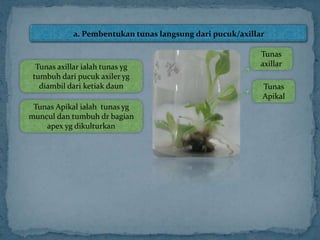 Bab iv konsep mikropropagasi | PPTX