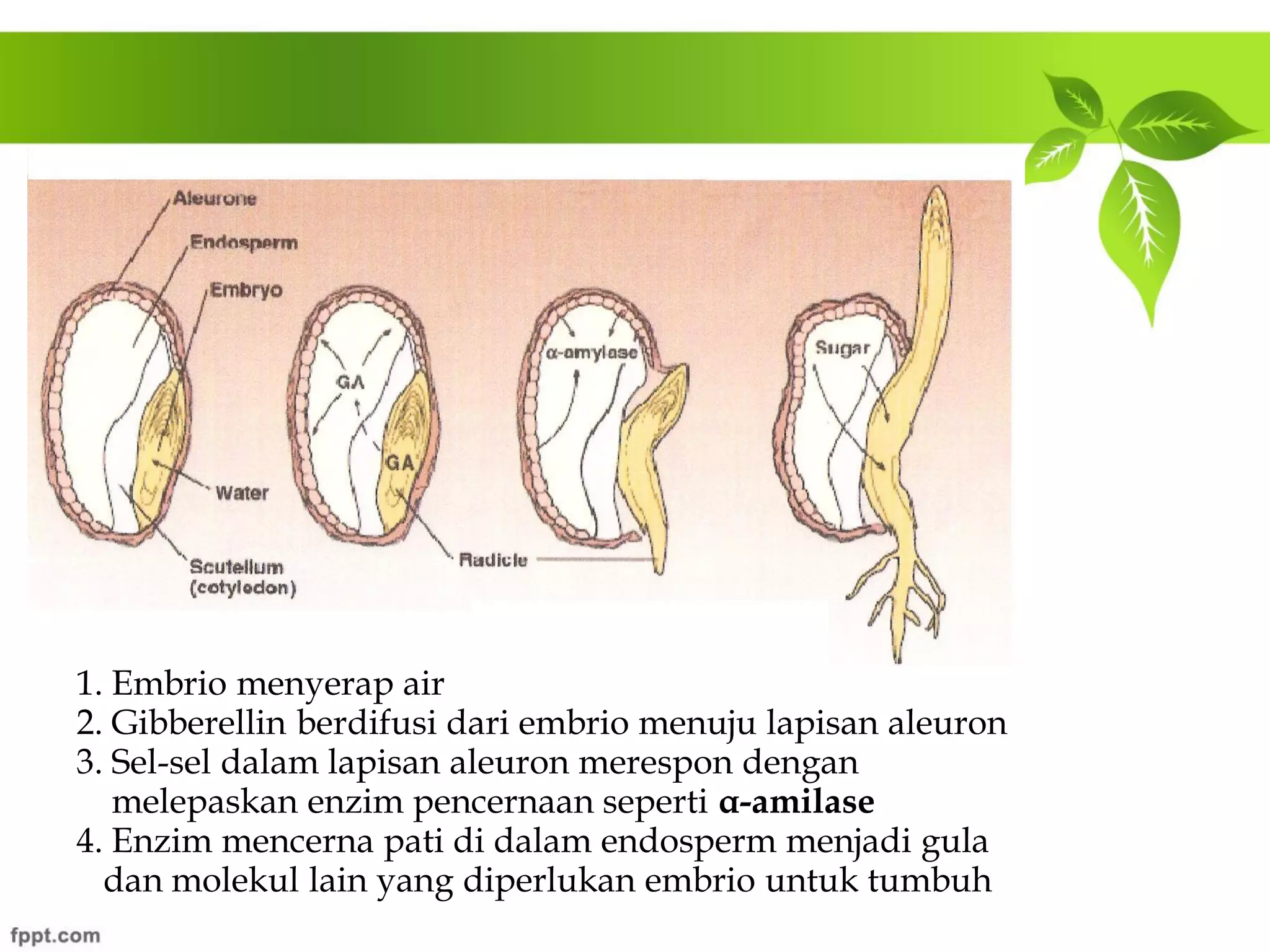 Pertumbuhan dan Perkembangan Tanaman | PDF