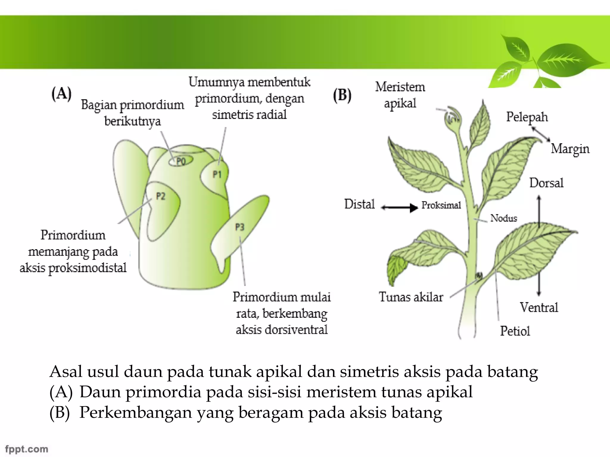Pertumbuhan dan Perkembangan Tanaman | PDF