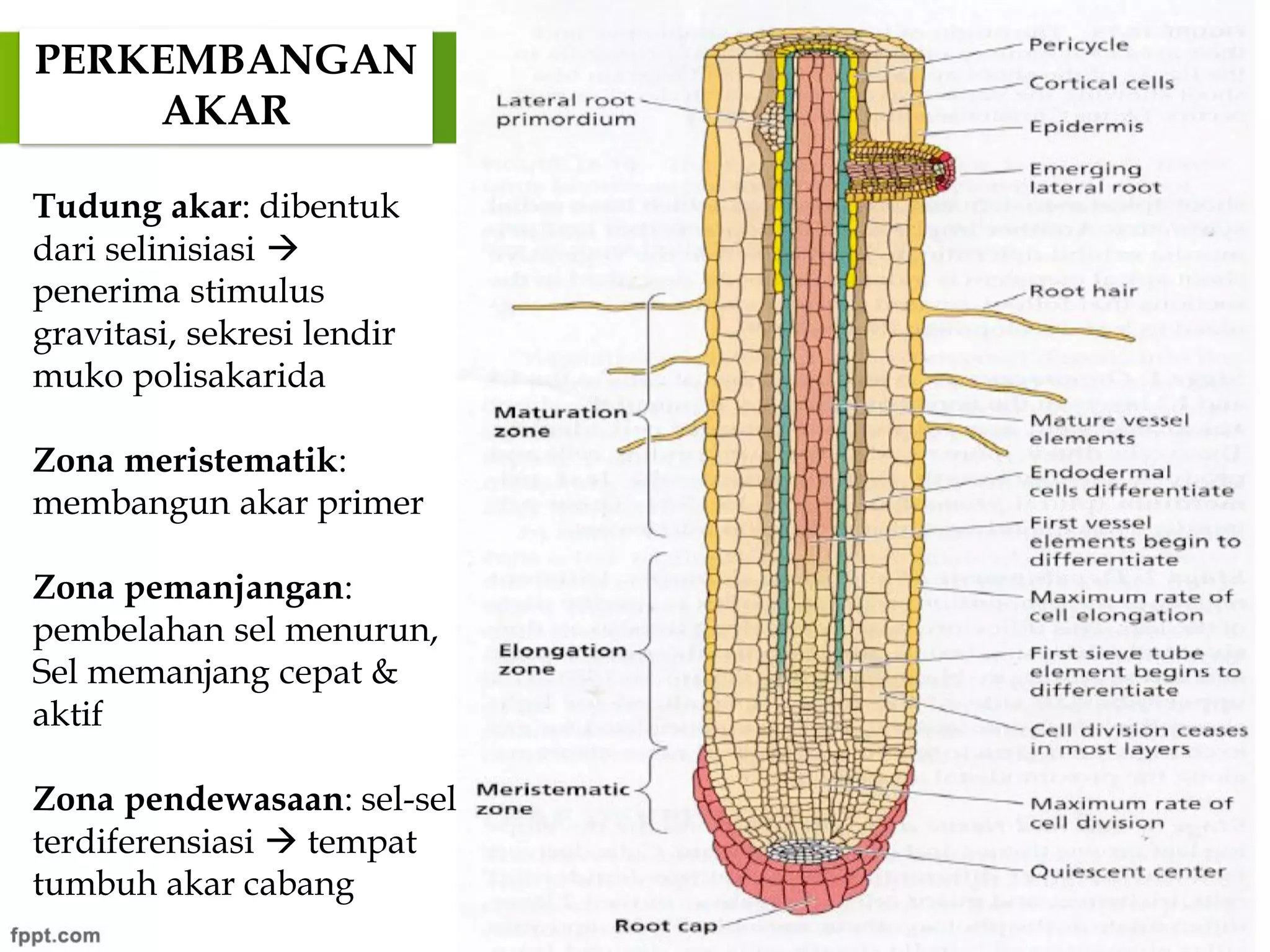 Pertumbuhan dan Perkembangan Tanaman | PDF