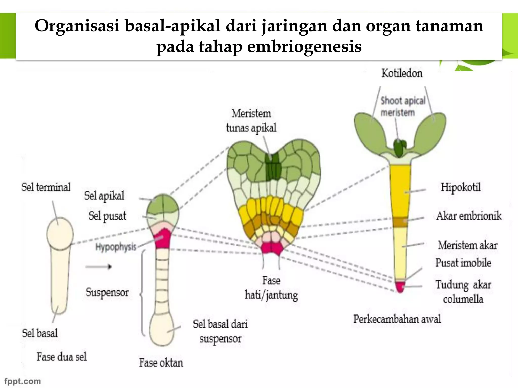 Pertumbuhan dan Perkembangan Tanaman | PDF
