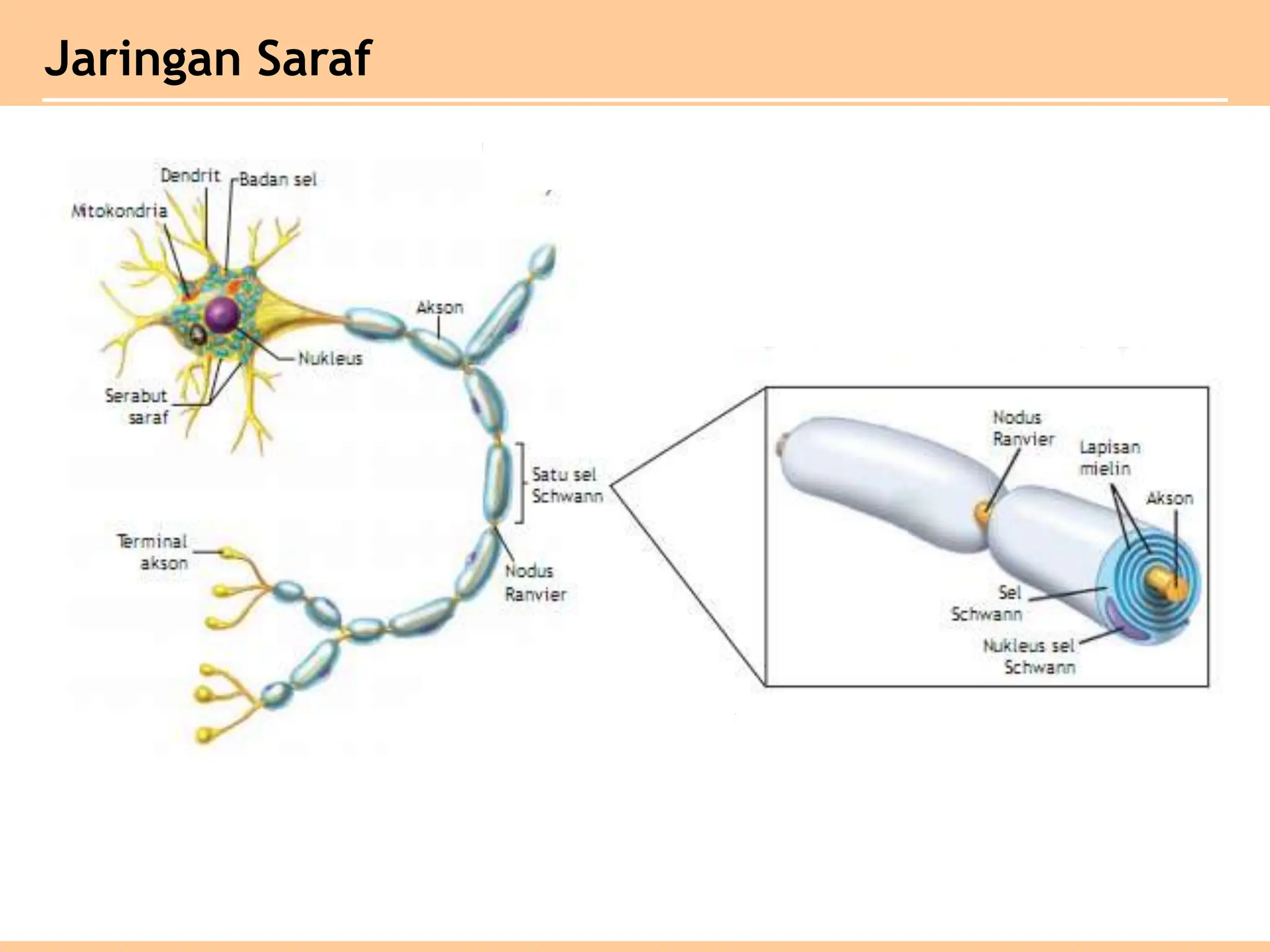 bab jaringan hewan pelajaran biologi penting | PPT