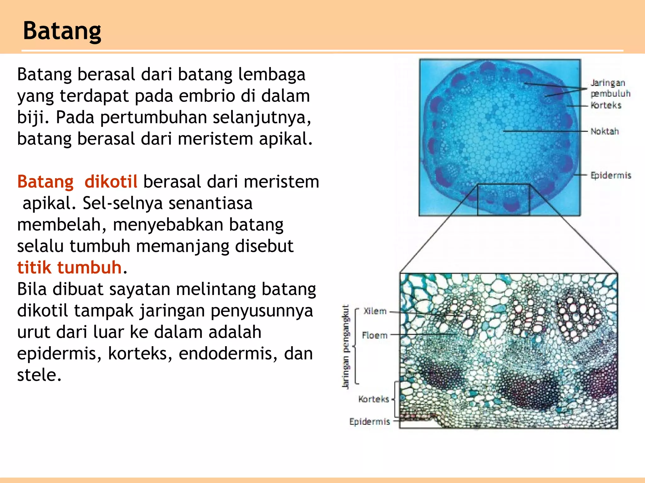Bab jaringan tumbuhan | PPT