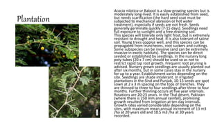 Babool tree | PPTX | Gardening | Home & Garden