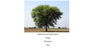 Babool tree | PPT