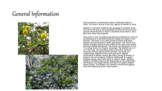 Babool tree | PPT