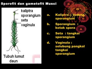 Bab plantae | PPT