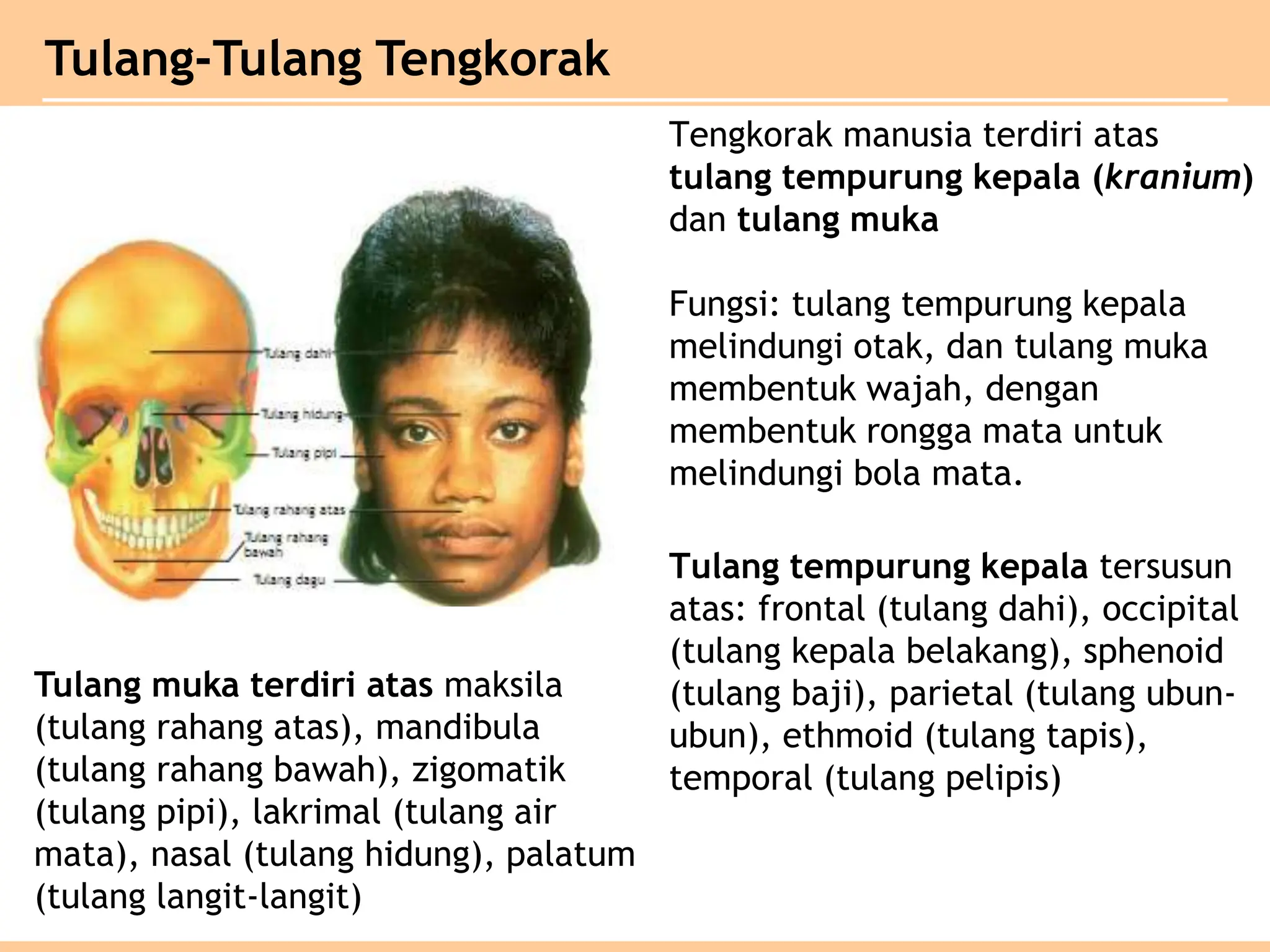 bab sistem gerak MANUSIA.ppt Mistikatun.ppt