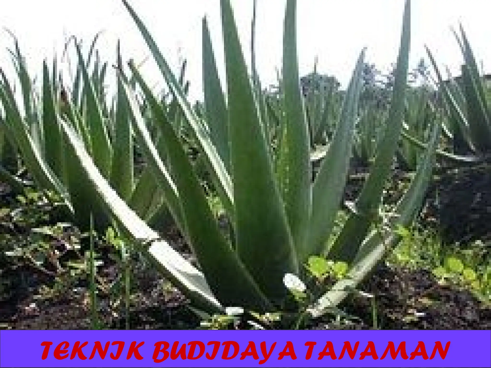 Bab 5 dasar-dasar agronomi, yang menceritakan tentang teknik budidaya ...