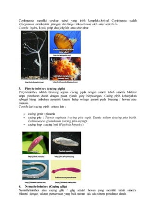 Bab viii animalia KELAS X | DOCX