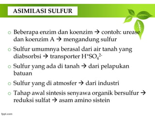 Asimilasi Hara Mineral | PDF