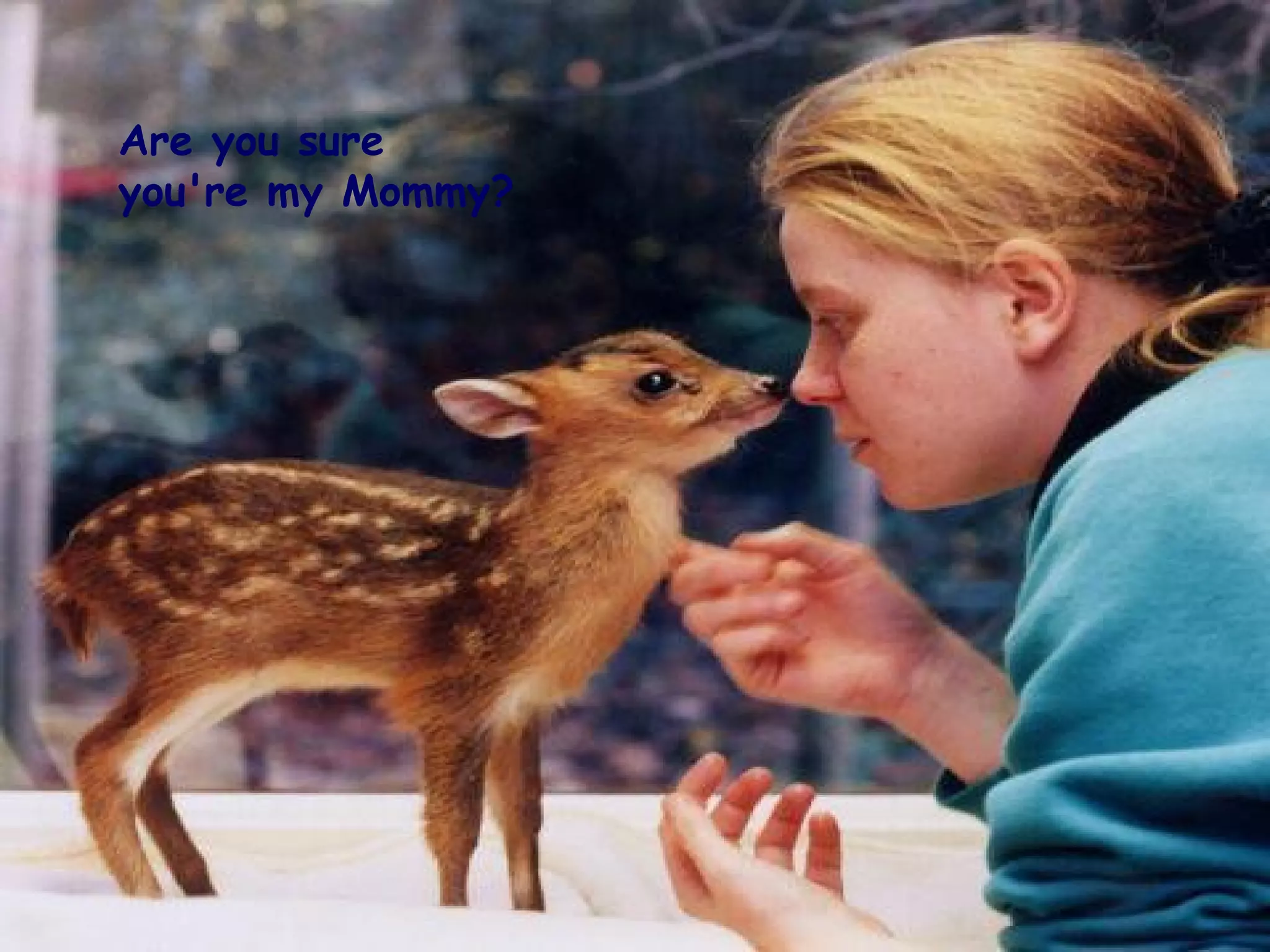 Baby Animals (2) | PPT