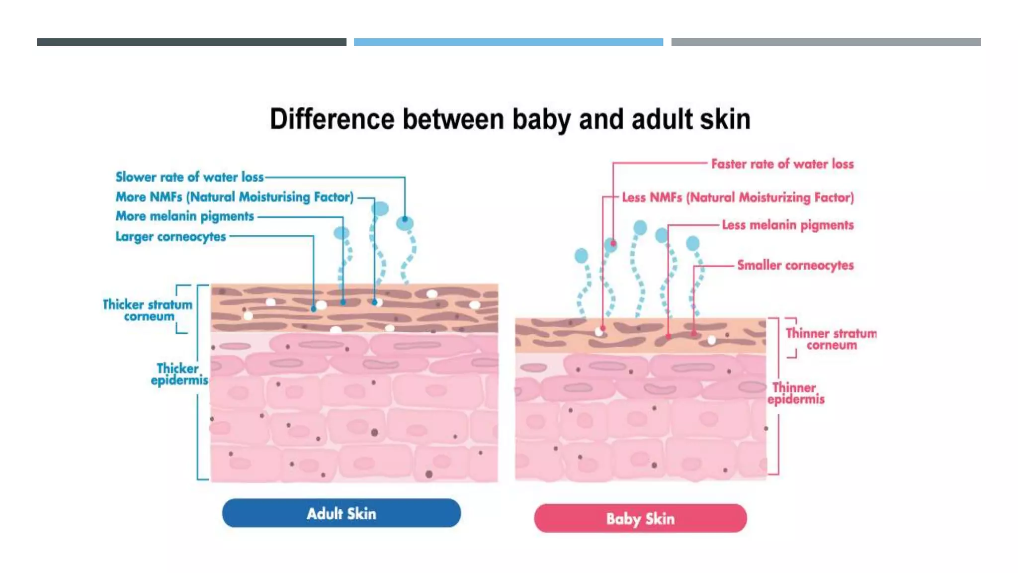 Baby and adult skin | PPTX